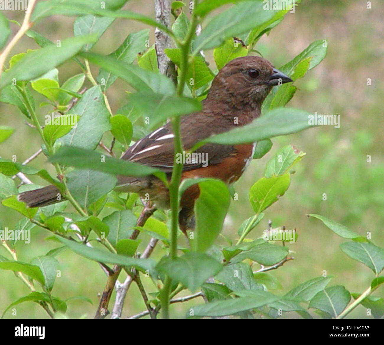 Species eastern towhee hi-res stock photography and images - Alamy