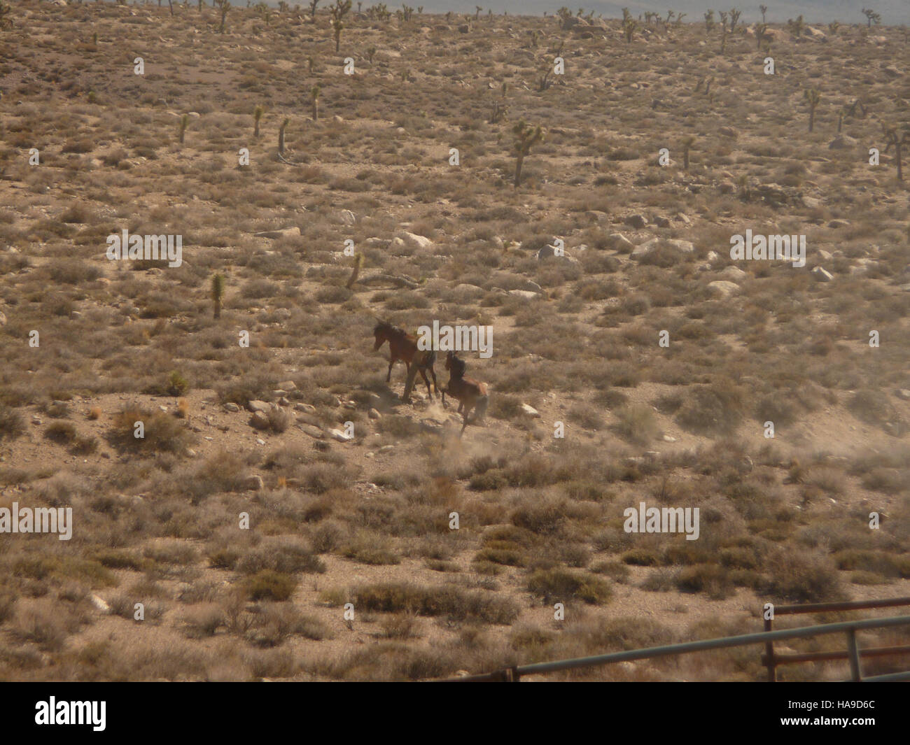 The Bureau of Land Management (BLM) organized an emergency gather of ...