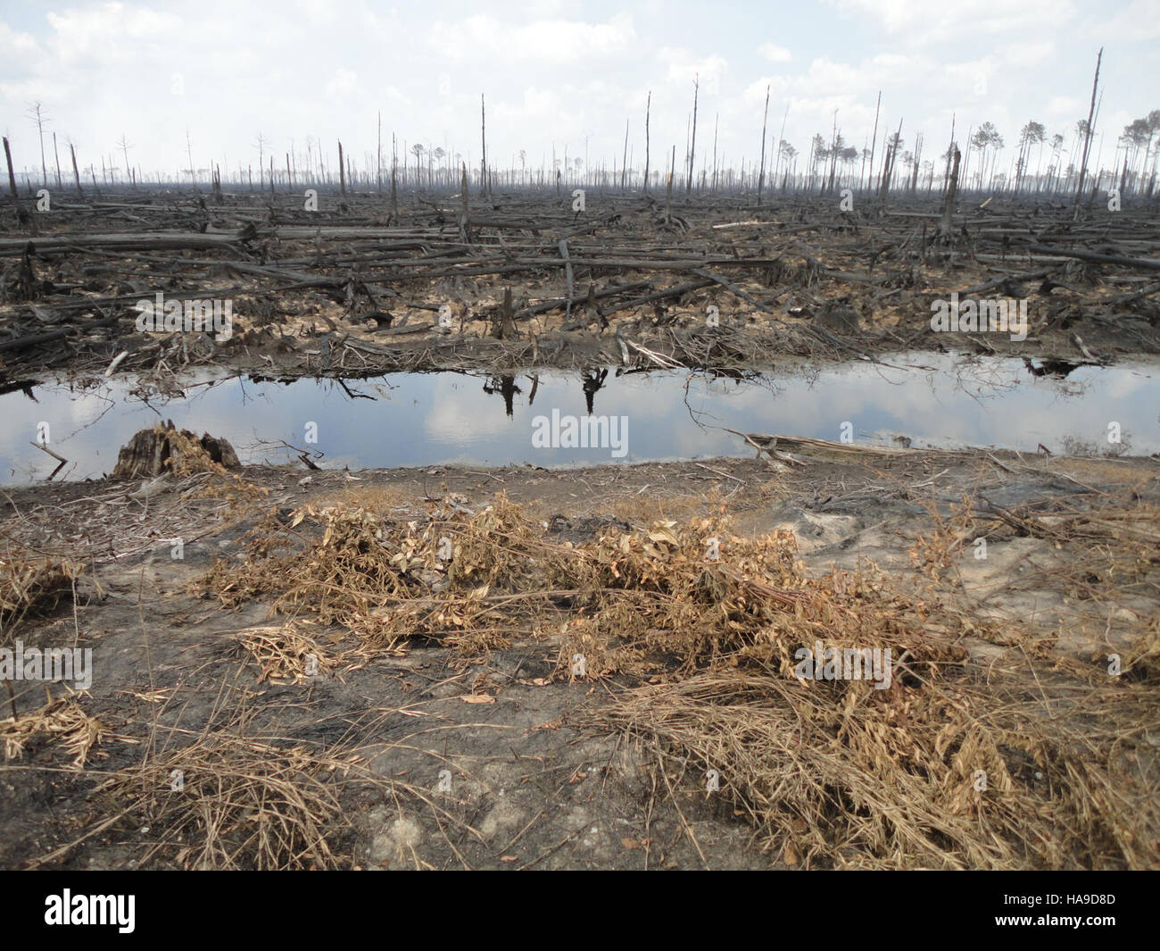 A controlled fire along a swamp ditch is part of a natural resource ...