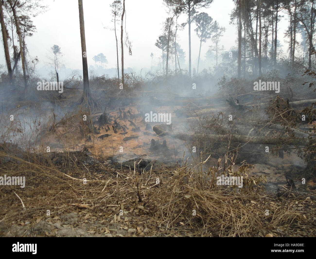Peat land science hi-res stock photography and images - Alamy