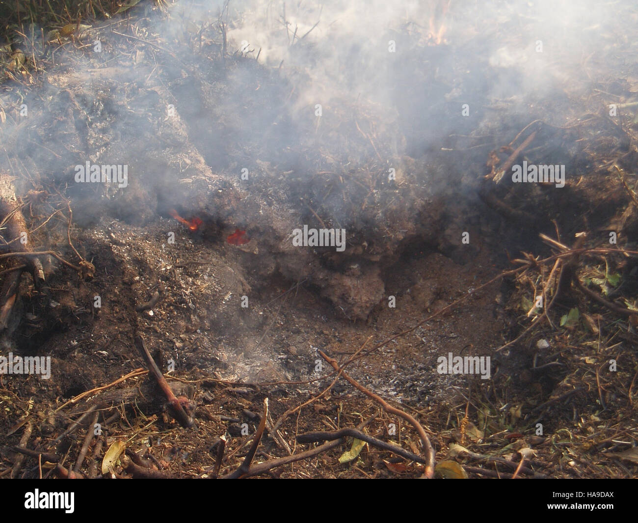 usfwsnortheast 6069035512 Peat heat Stock Photo - Alamy