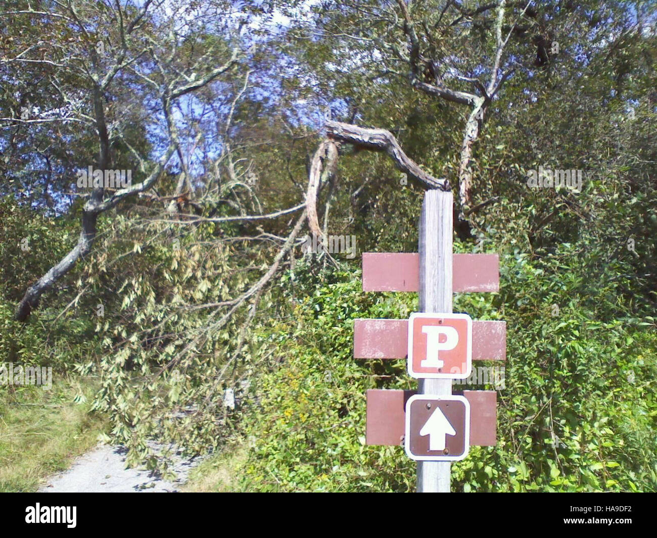 Fallen branches obstruct a hiking trail in a national park ...