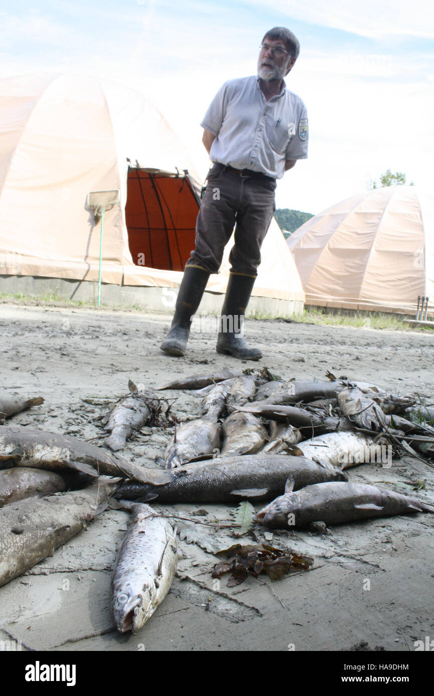 This image depicts dead fish and sediment left behind after the ...