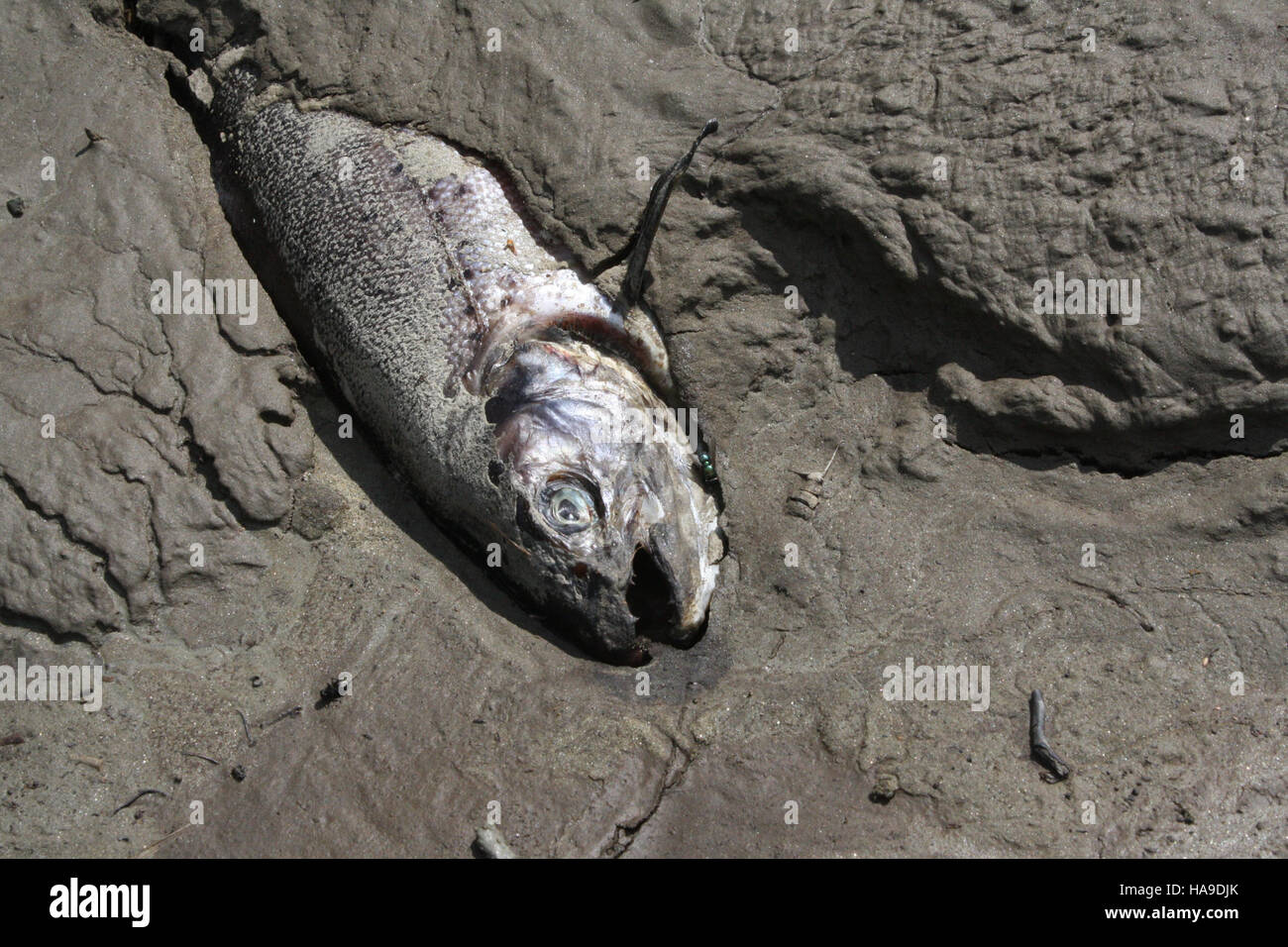 Floodwaters receding in a national park left several fish stranded in ...