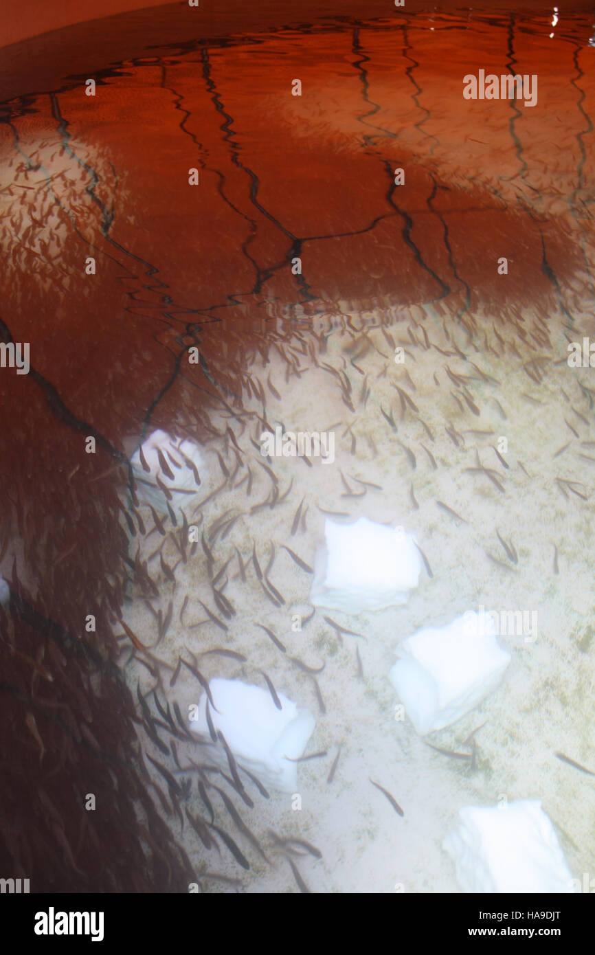 usfwsnortheast 6106633884 Lake trout in circular fish rearing pool ...