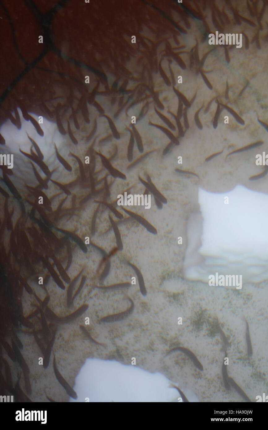 usfwsnortheast 6106634128 Lake trout in circular fish rearing pool ...