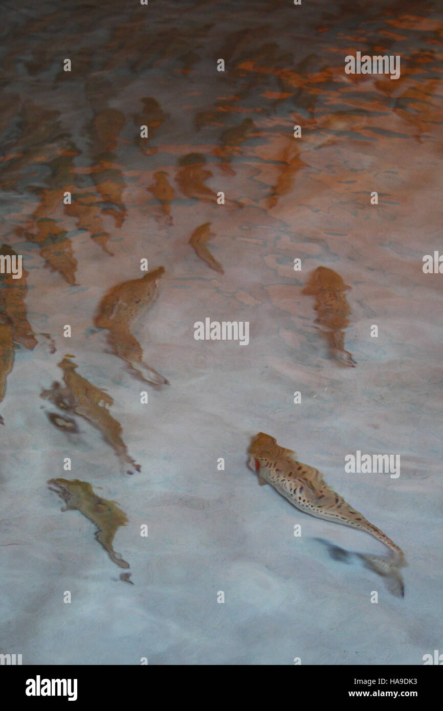 usfwsnortheast 6106635178 Salmon in circular fish rearing pool at White ...