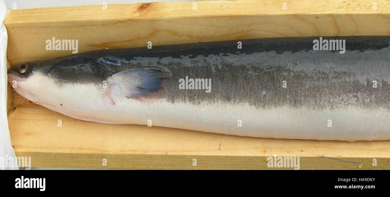The American eel is an important species in the northeastern U.S ...