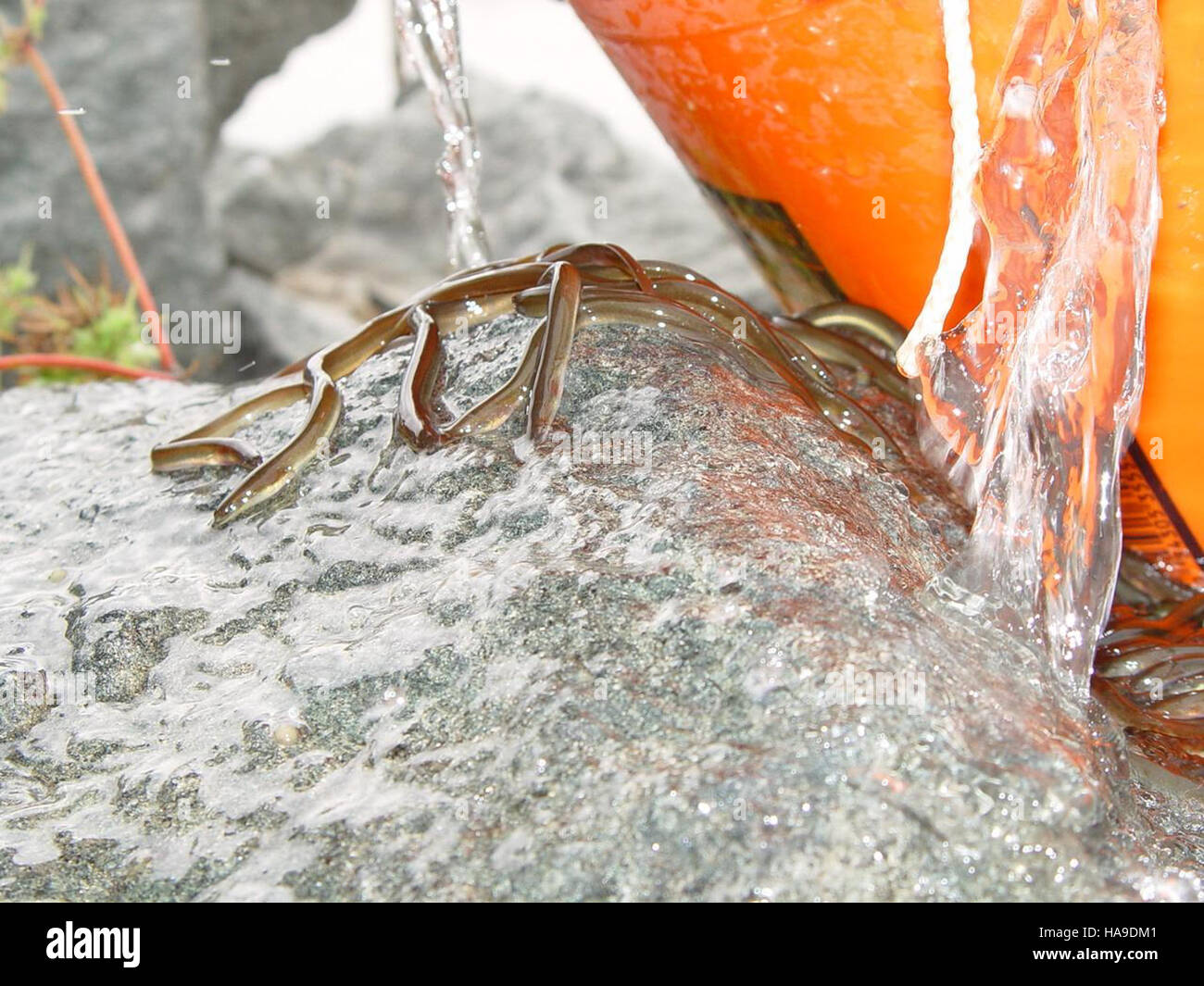 An image of the American eel within a national park setting in the ...