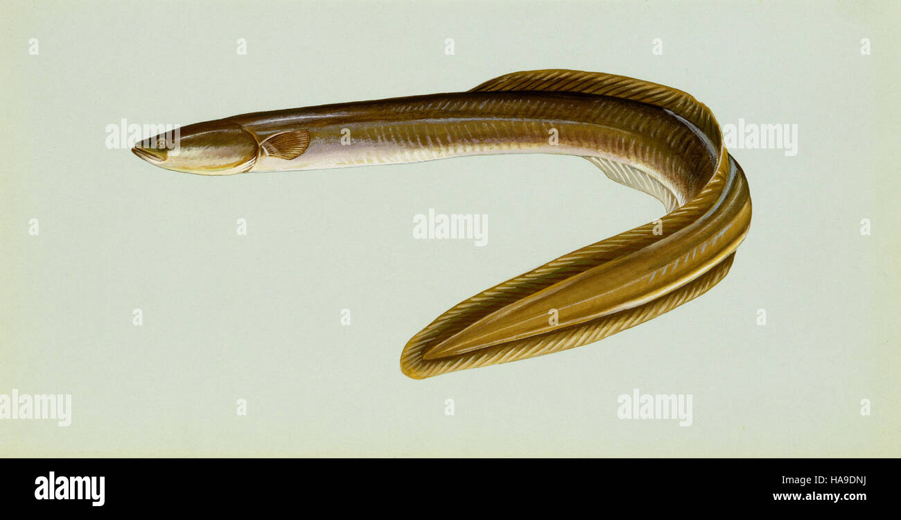 The American eel is a species that migrates between freshwater and ...