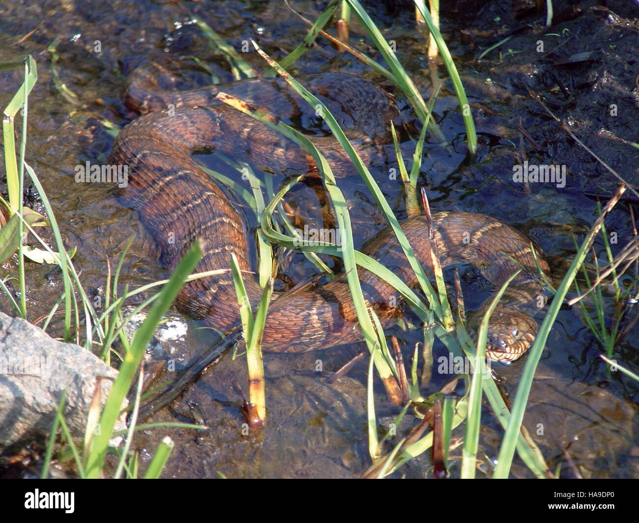 usfwsnortheast 6208431968 Photo of the Week - Watersnake (VA Stock ...