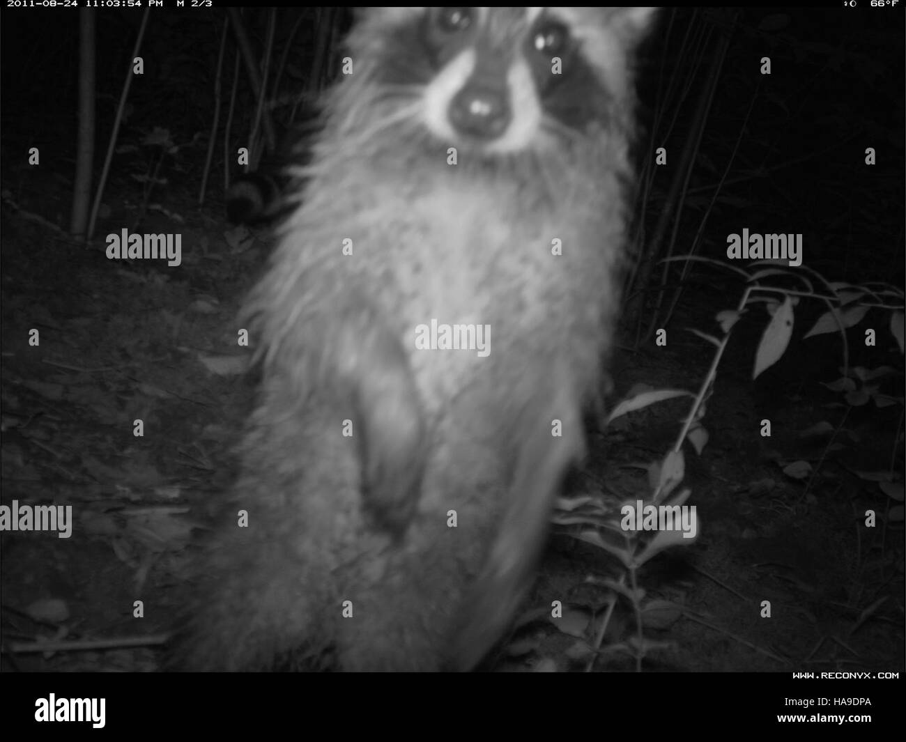 Raccoons are a common species in national parks, particularly in the ...