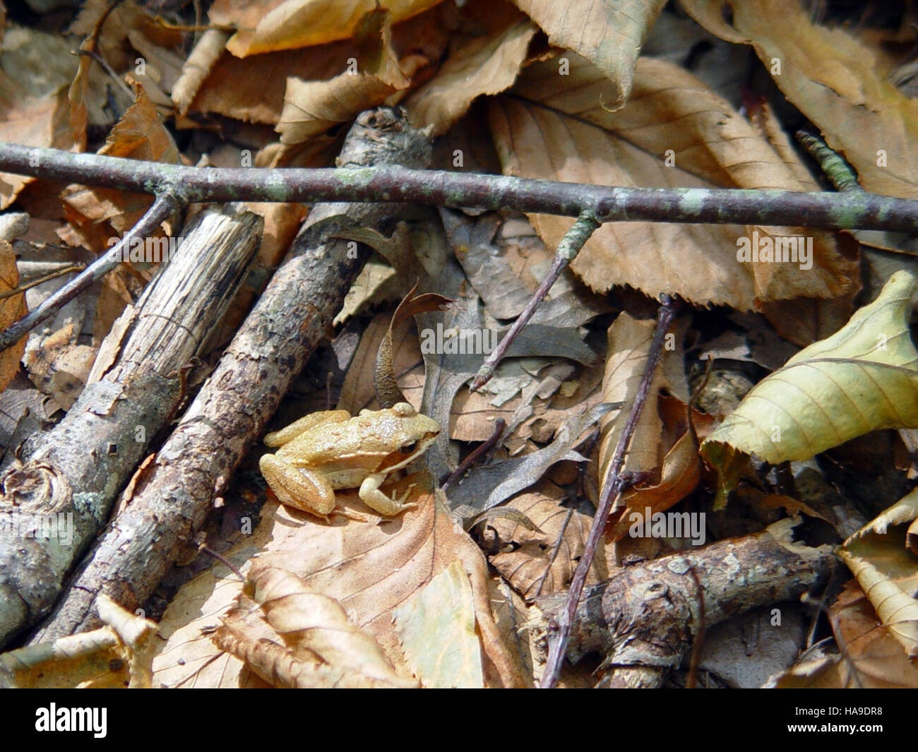 usfwsnortheast 6276160833 Photo of the Week - Wood Frog (CT Stock Photo ...