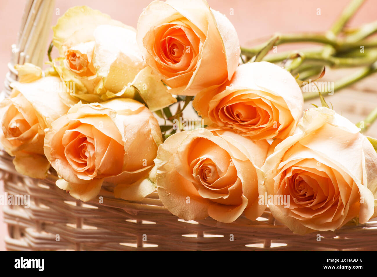 Bunch hybrid tea rose hi-res stock photography and images - Alamy