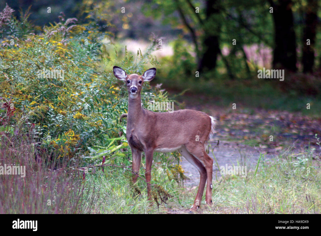 A white-tailed deer yearling photographed in New Hampshire ...