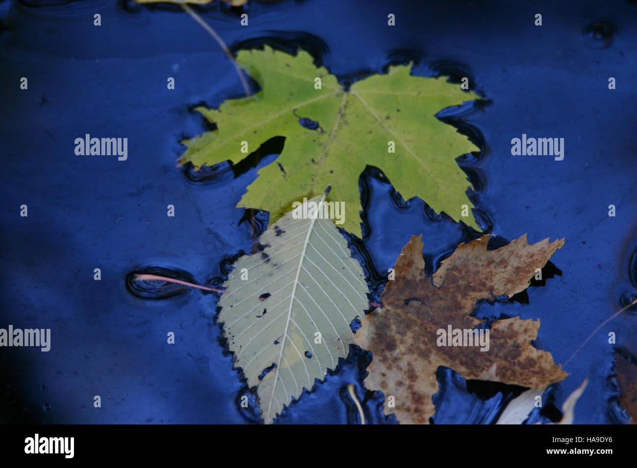 Silver maple leaves in a U.S. National Park display the vibrant foliage ...