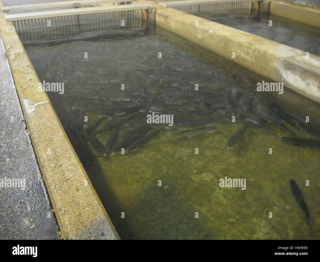 Lake trout, shown in a raceway at a national park, are part of ...