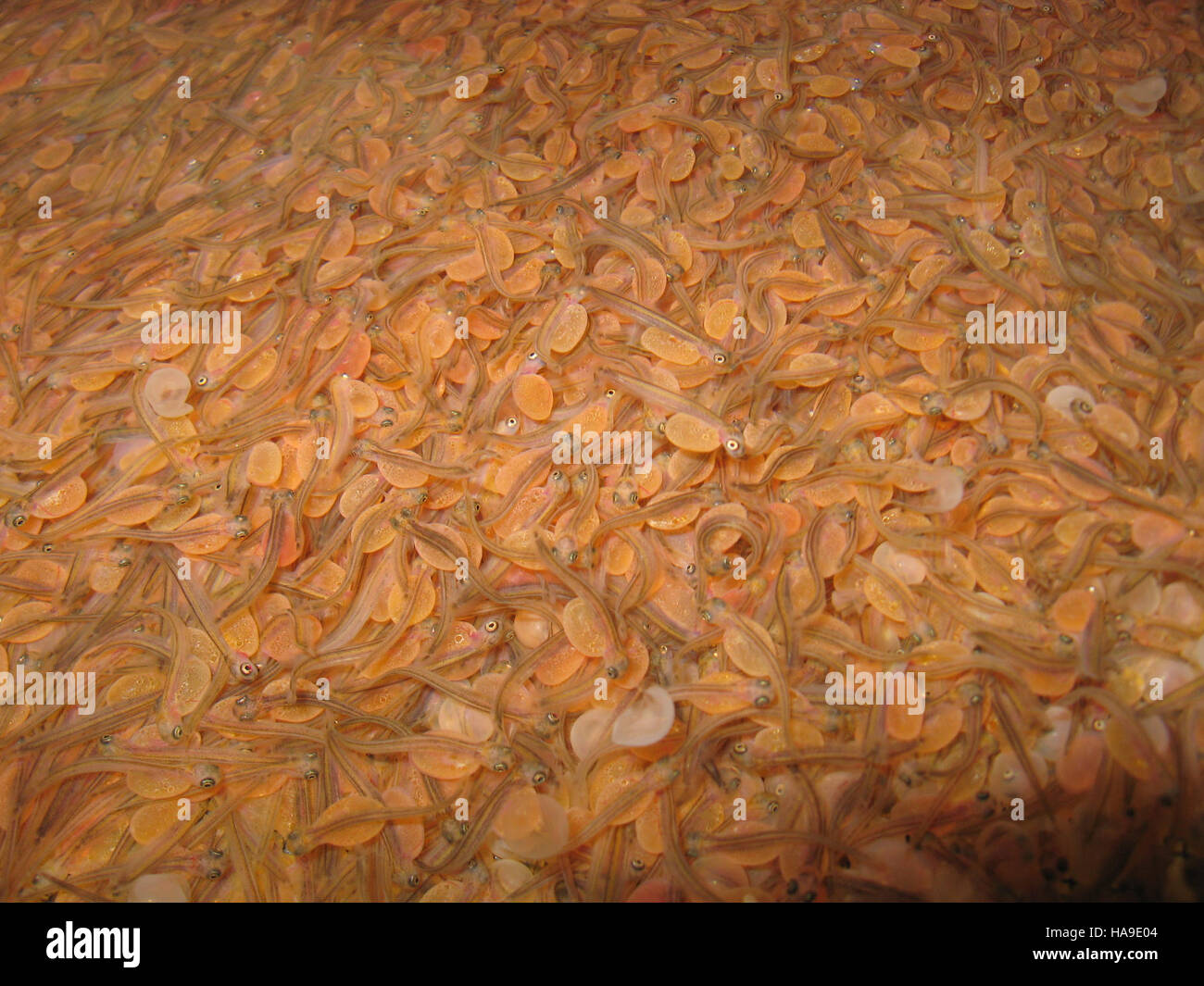 Hatched trout eggs in a national park are part of ongoing conservation ...