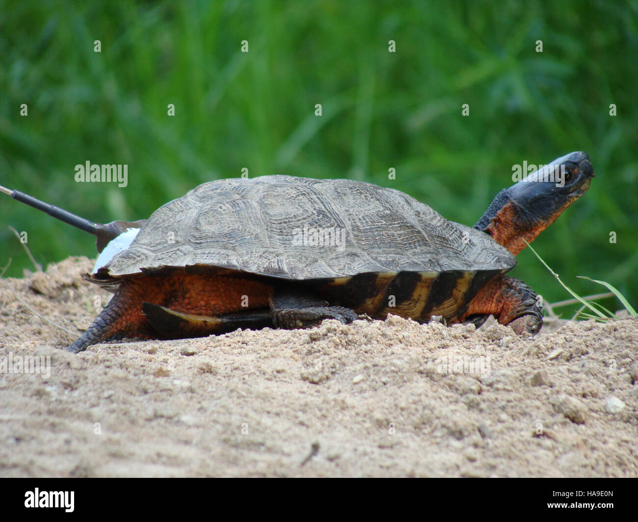 A female Wood Turtle is captured in its natural habitat within a U.S ...