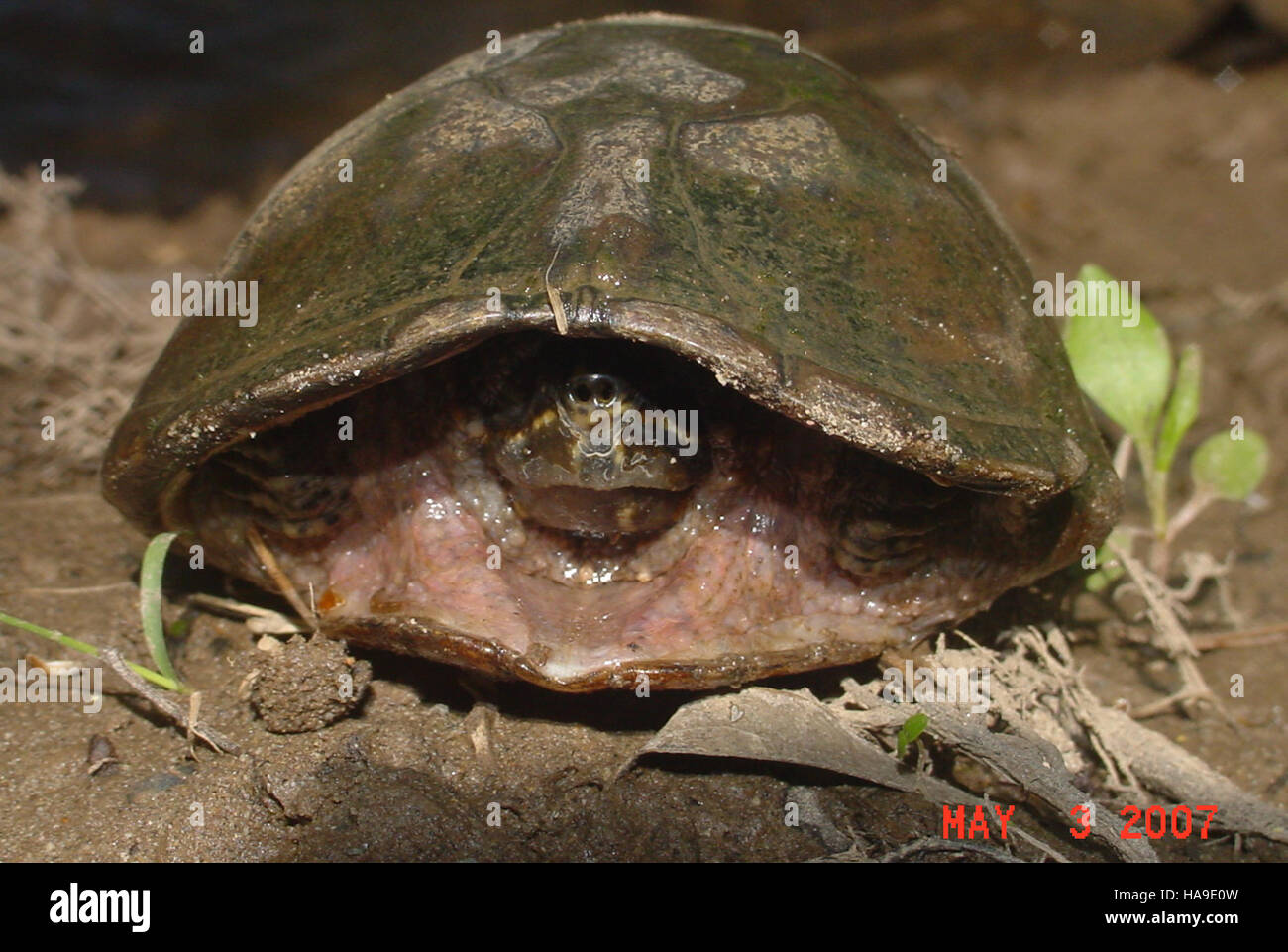 Common musk turtle hi-res stock photography and images - Alamy