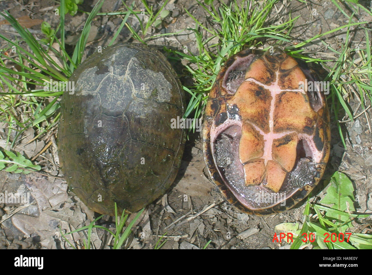 The Common Musk Turtle, found in various U.S. national parks, thrives ...