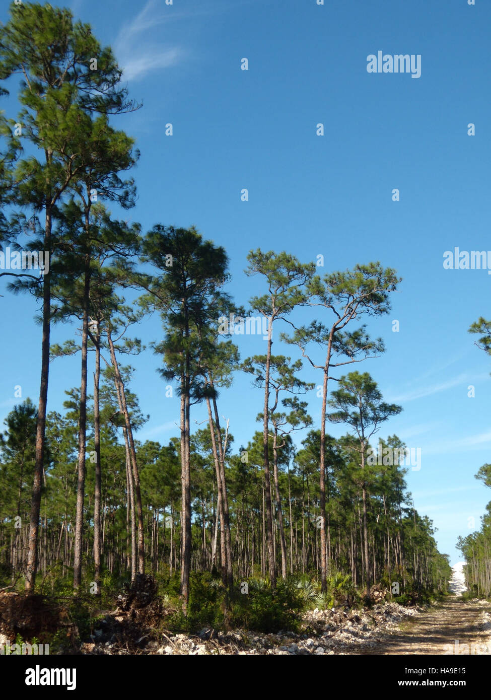 The Caribbean Pine Forest National Park showcases the unique ecosystem ...