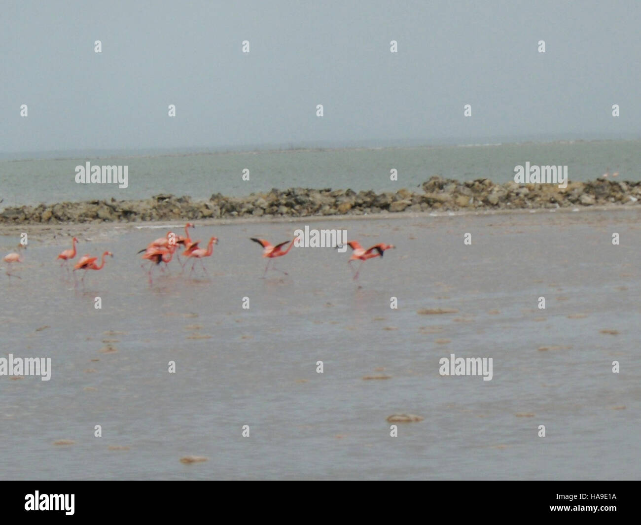 Greater flamingos are seen feeding in salt ponds, showcasing their ...