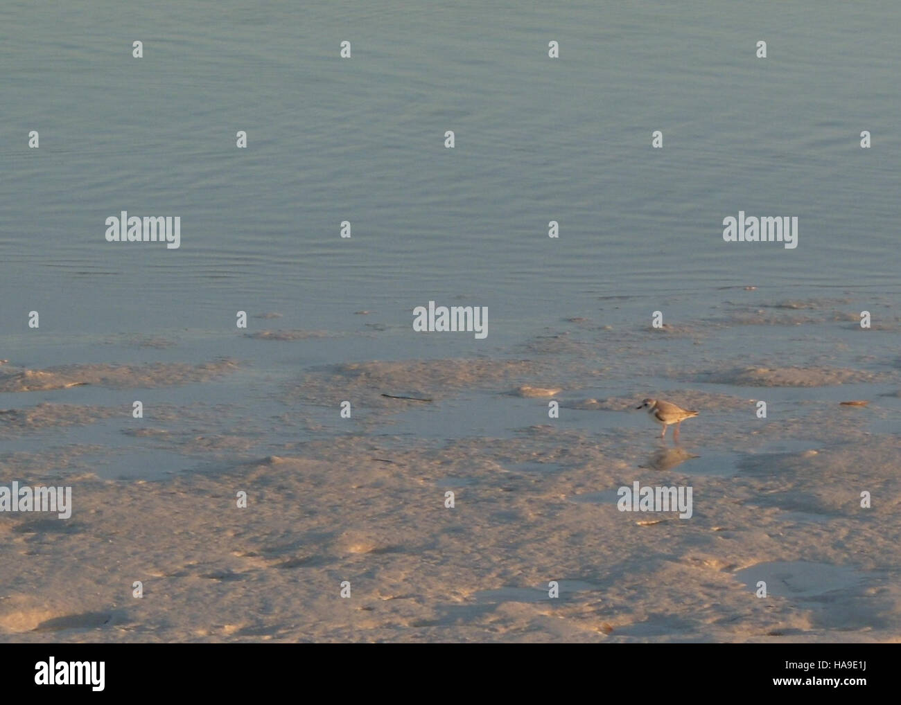 Great inagua national park hi-res stock photography and images - Alamy