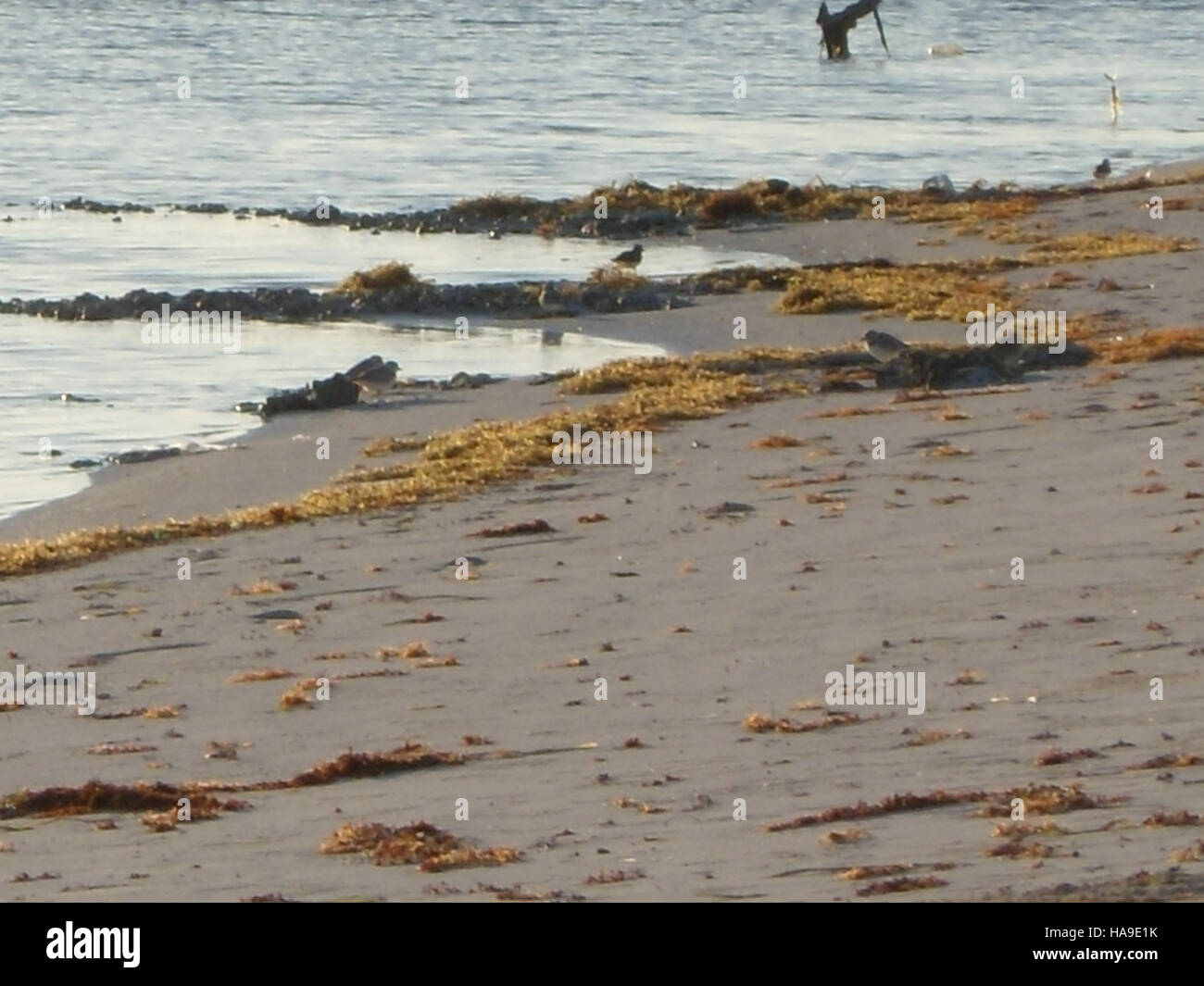 Great inagua national park hi-res stock photography and images - Alamy