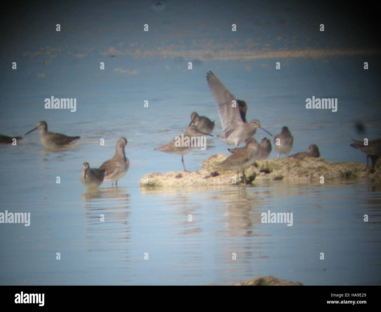 A flock of shorebirds is spotted in a national park, contributing to ...
