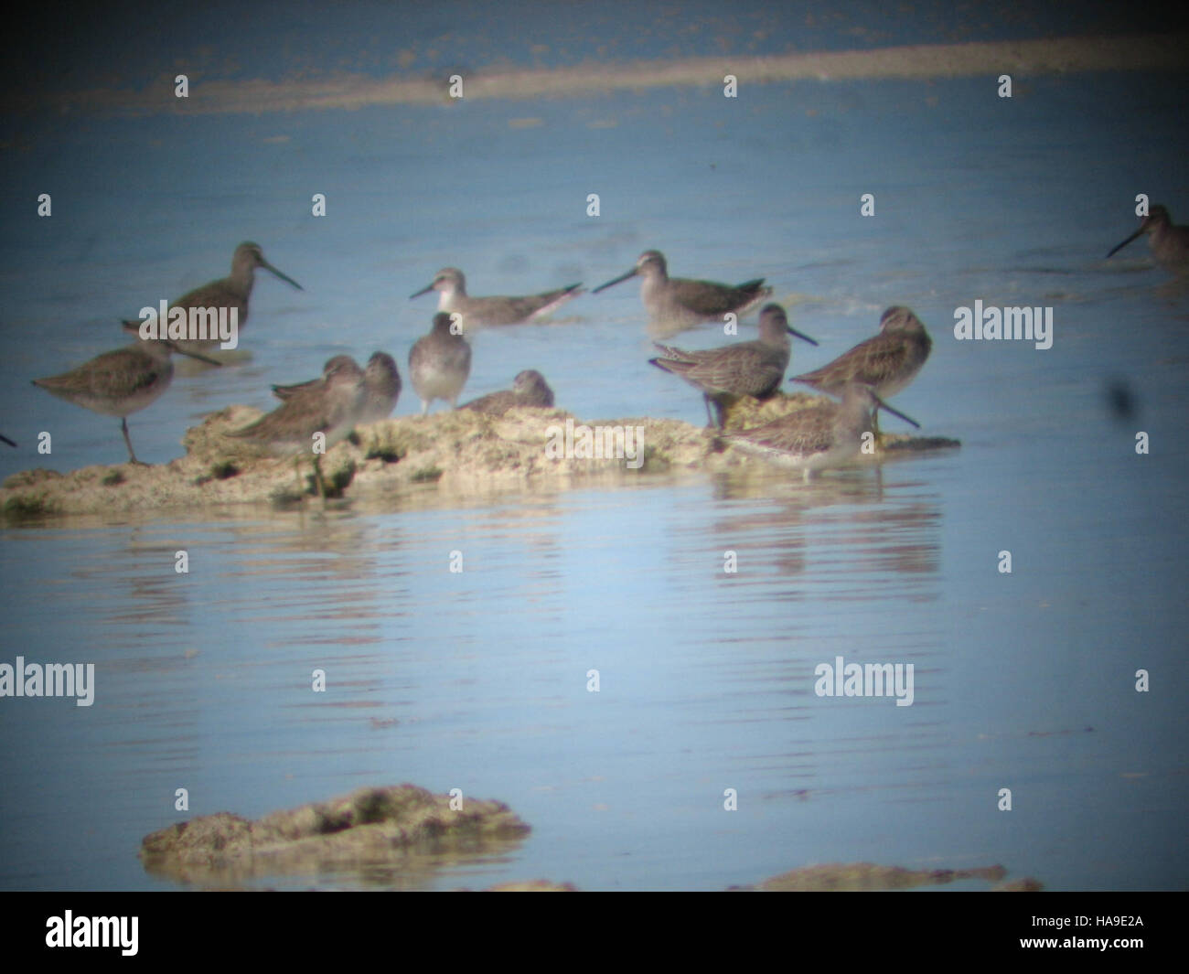 A large flock of shorebirds takes flight in a National Park, showcasing ...