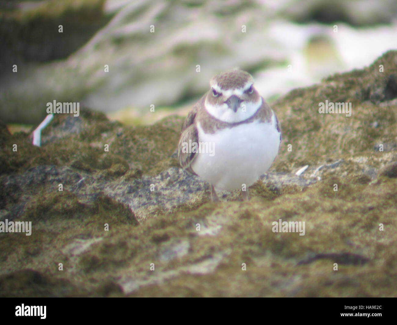 The image shows a Wilson's Plover being observed through a spotting ...
