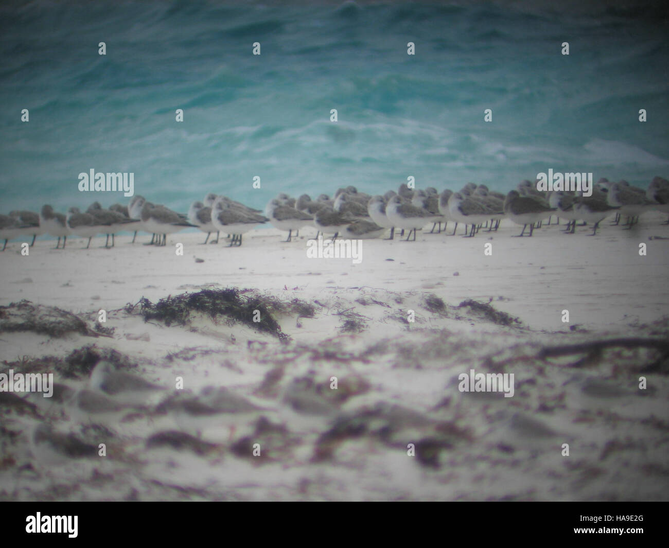 usfwsnortheast 6771658503 Mixed shorebird flock through spotting scope ...