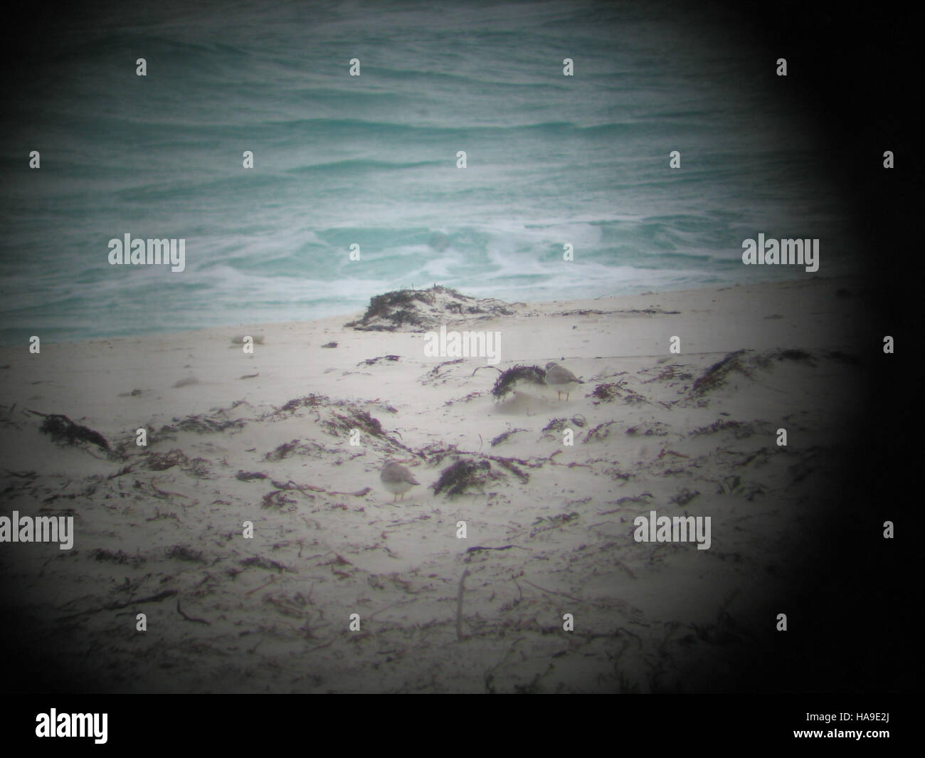 usfwsnortheast 6771662553 Piping plovers through spotting scope ...