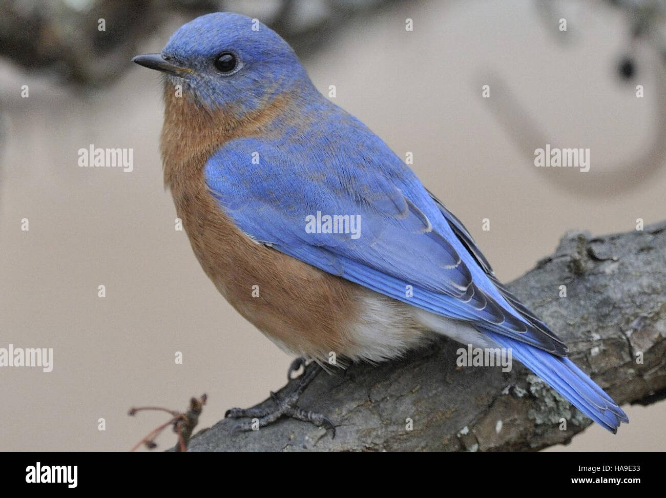 The Eastern Bluebird, featured in the Photo of the Week, is a small ...
