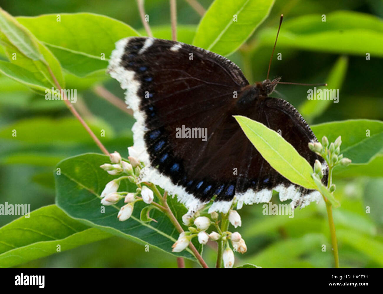 A Mourning Cloak butterfly is observed resting on Indian Hemp in a ...