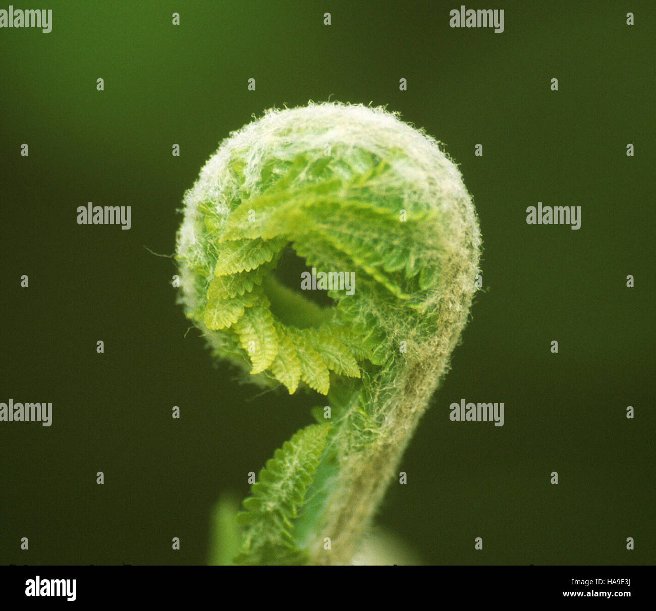 A Fern Fiddlehead, a young fern frond, unfurls in the protected ...