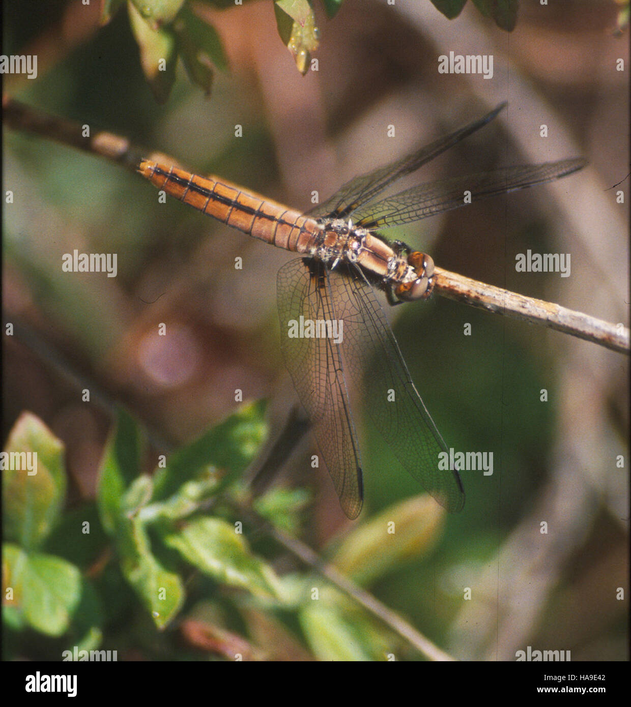 Female chalk fronted corporal hi-res stock photography and images - Alamy
