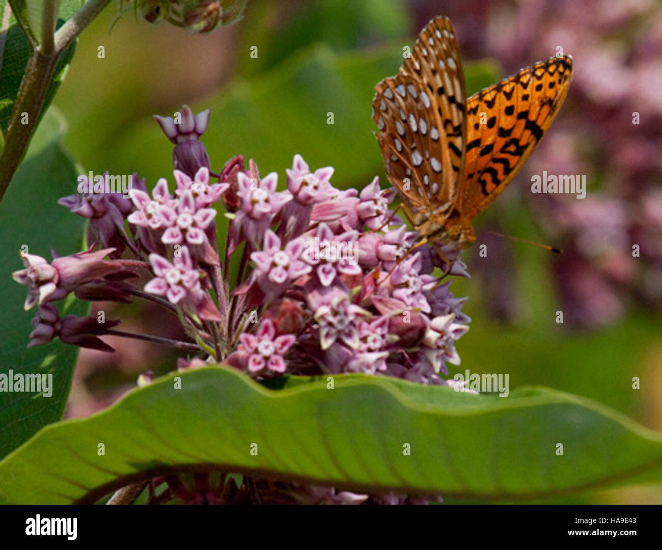 The Aphrodite fritillary butterfly is observed feeding on milkweed ...