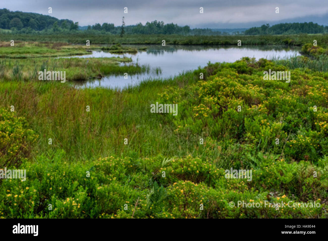 Role in ecosystem engineering hi-res stock photography and images - Alamy