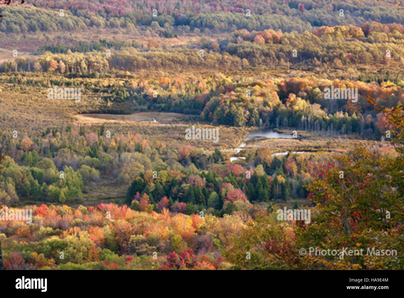 A Balsam Fir stands along the North Branch of the Blackwater River ...