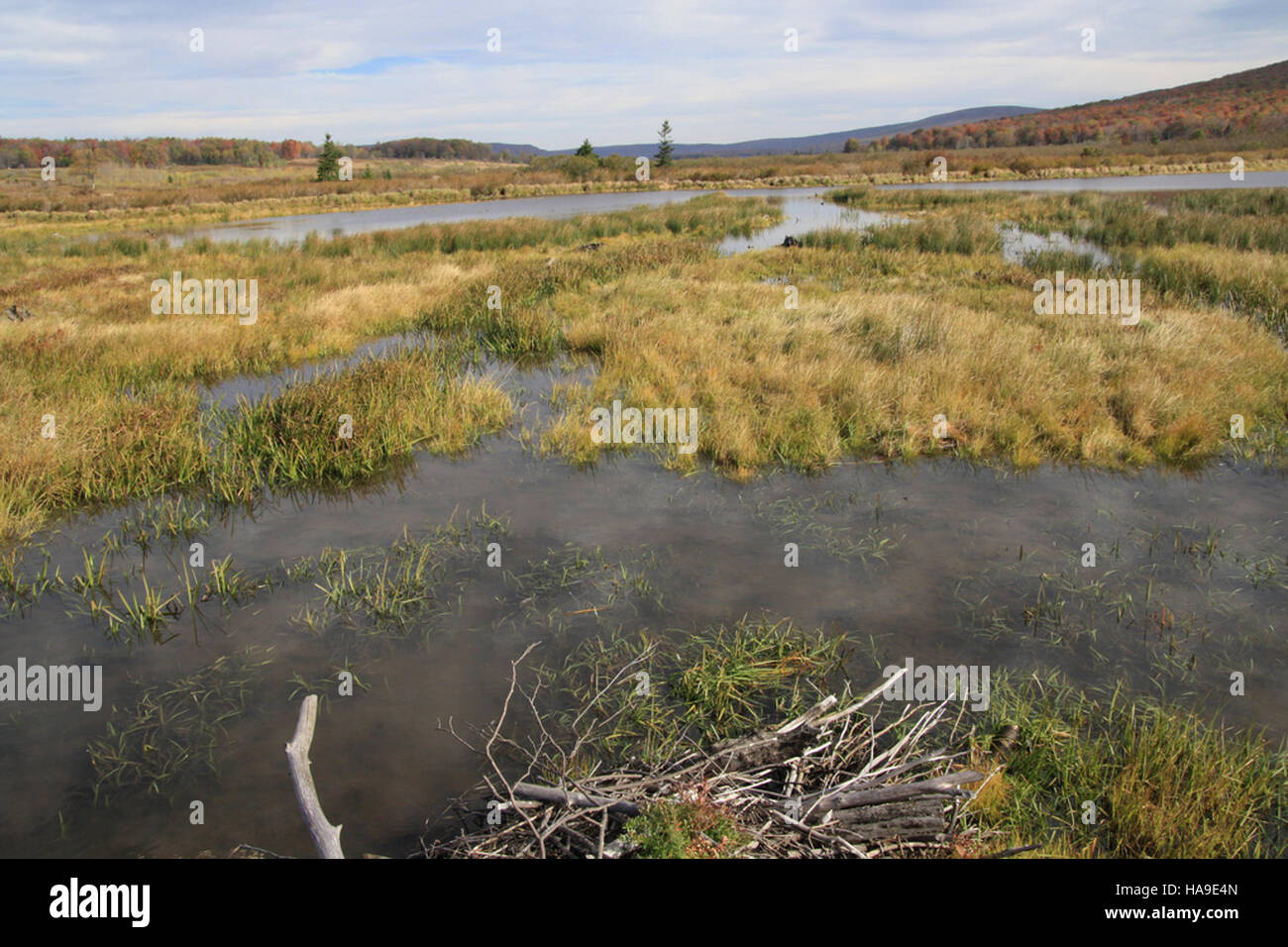 The Glade Run Wetlands in the fall showcase the seasonal beauty of the ...