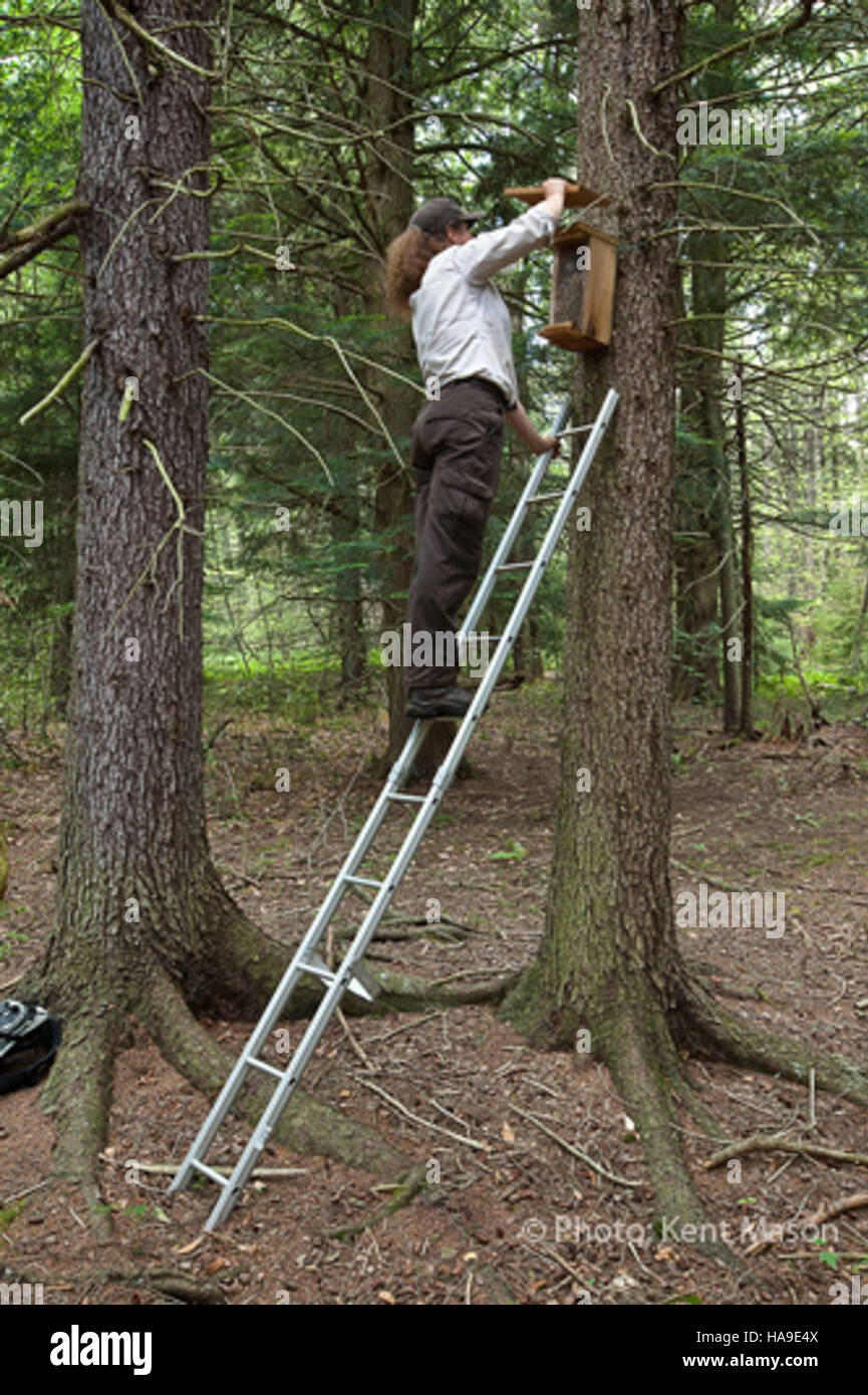 A biologist checks a flying squirrel box in a National Park as part of ...
