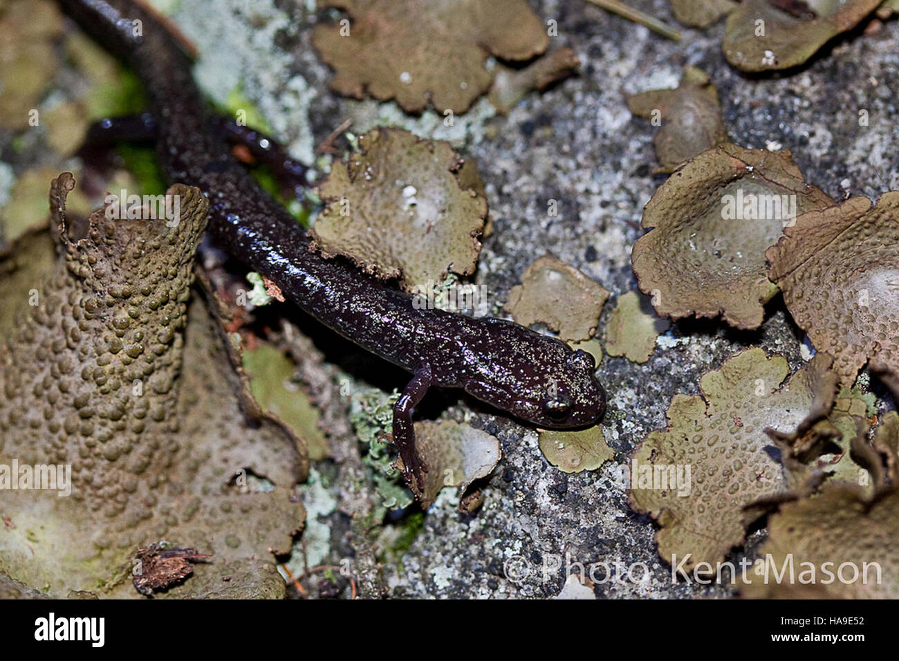 Cheat mountain hi-res stock photography and images - Alamy