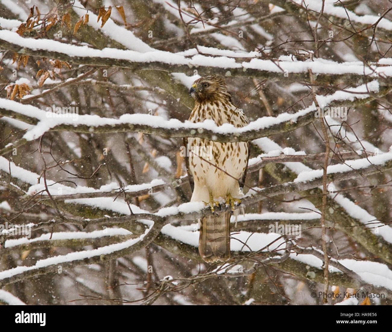 A hawk perches in a winter landscape within a national park. This bird ...