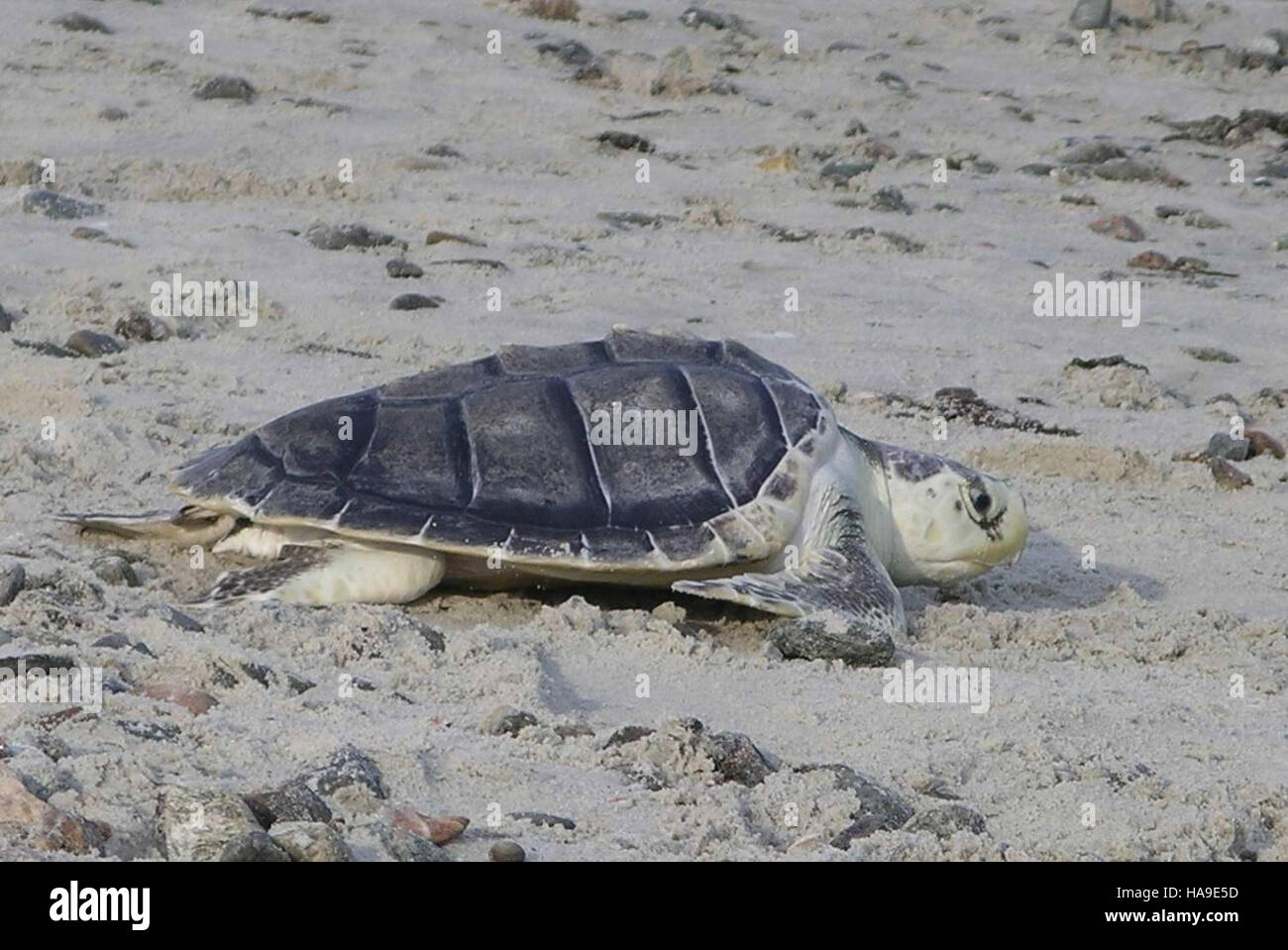 Kemp's Ridley sea turtle, a critically endangered species, is supported ...