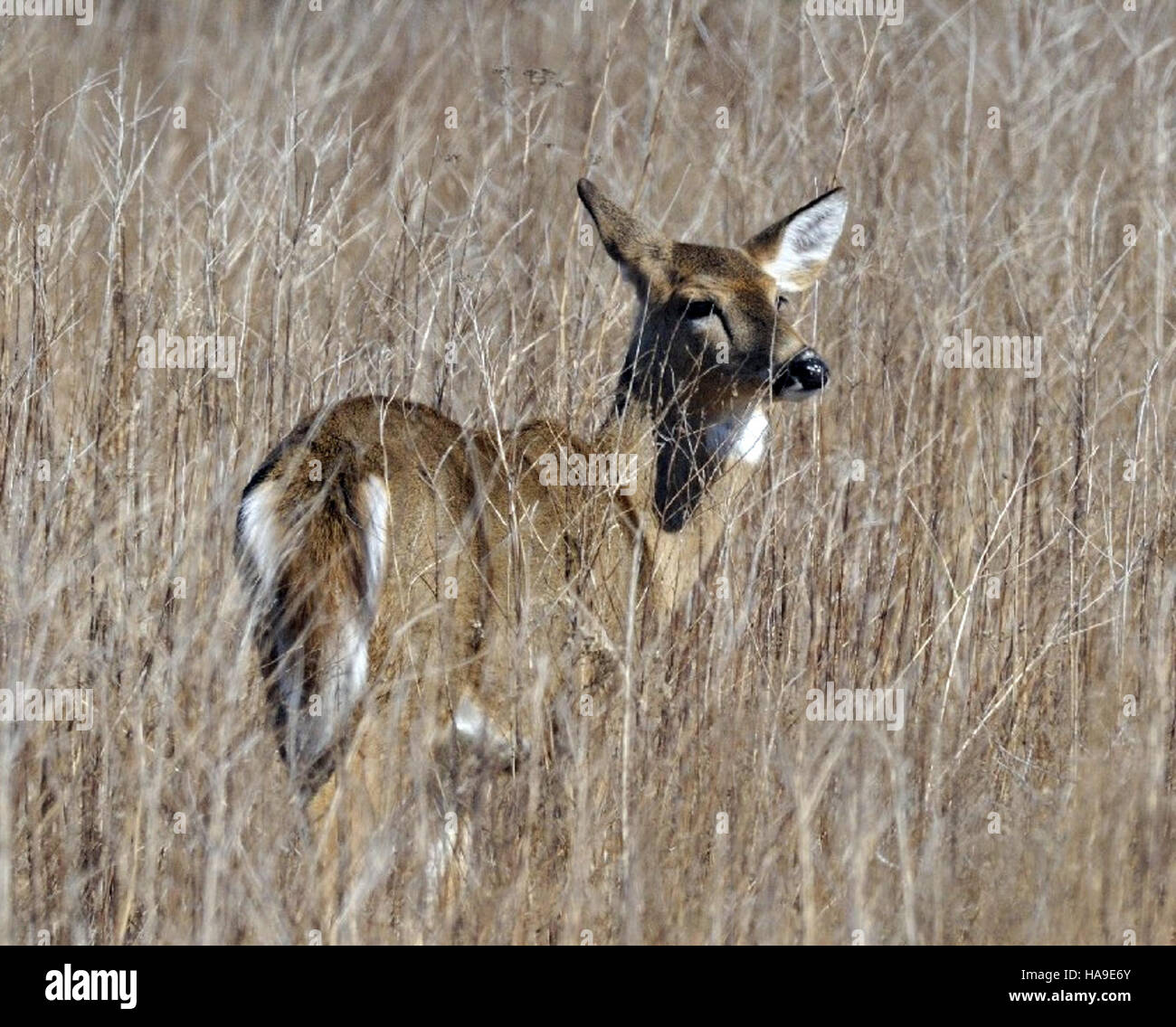 Rhode island national wildlife hi-res stock photography and images - Alamy