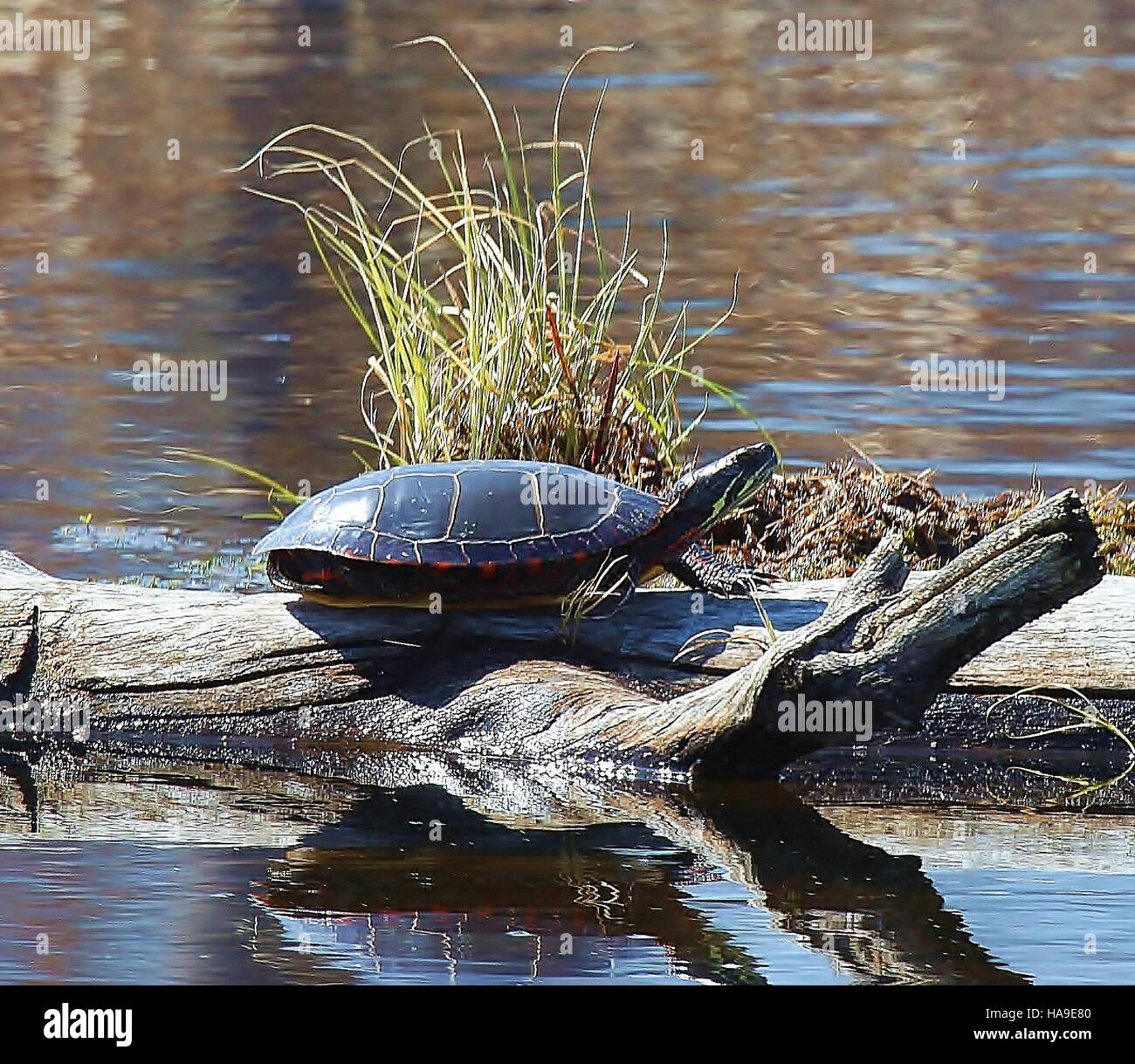 Eastern painted turtle hi-res stock photography and images - Alamy