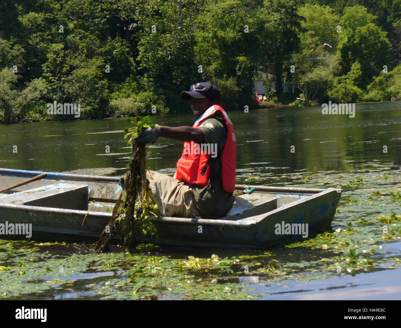 The U.S. Fish and Wildlife Service (USFWS) works to remove invasive ...