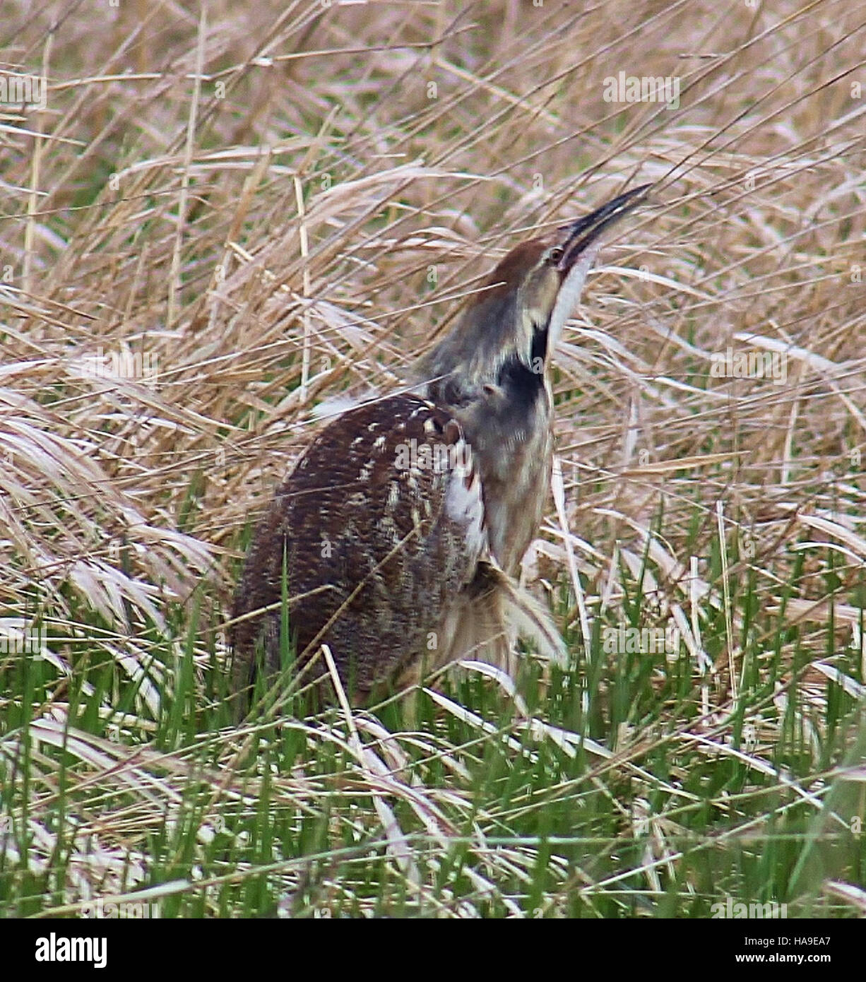 The American Bittern, a secretive bird species, thrives in wetlands ...
